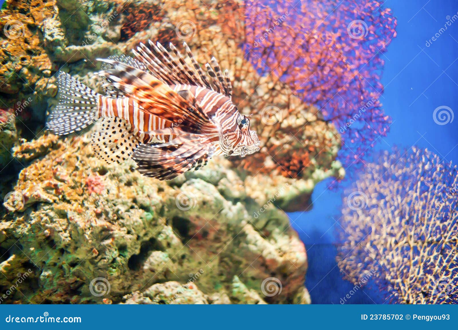 Koralen en diepzeevissen stock foto. Image of koraal - 23785702