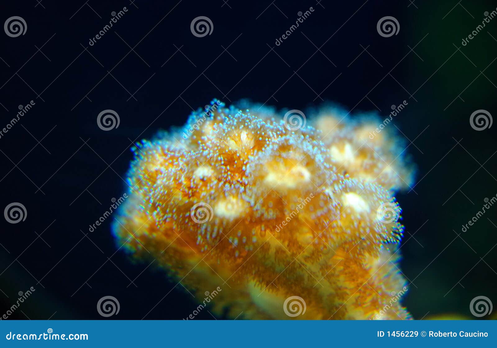 Korall fotografering för bildbyråer. Bild av korall, tropiskt - 1456229