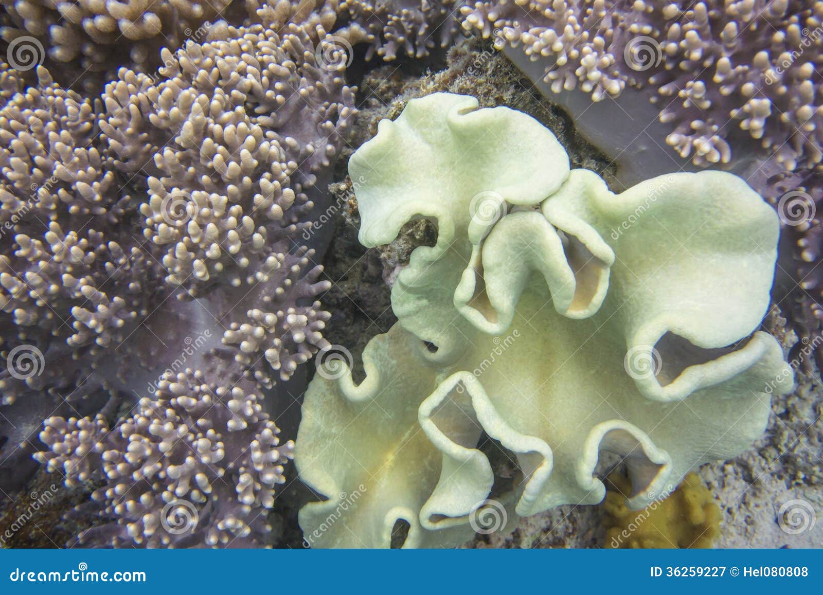 Korall fotografering för bildbyråer. Bild av polynesia - 36259227