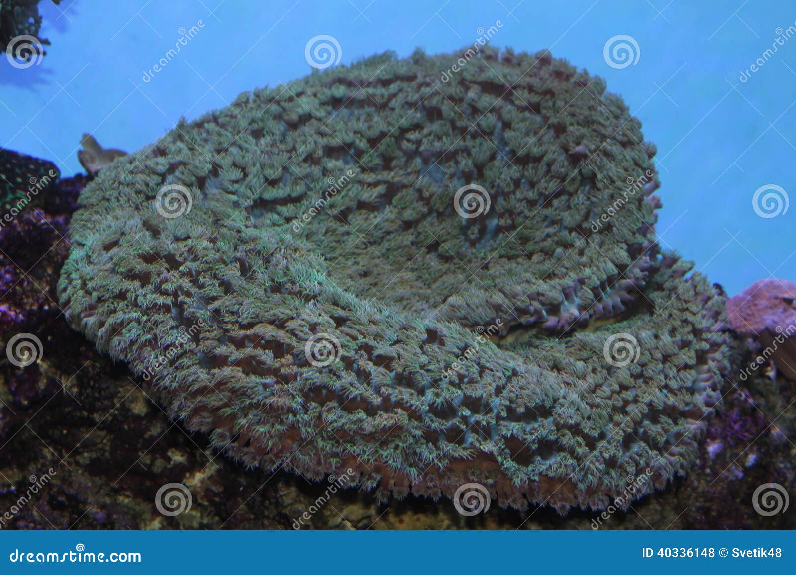 Korall arkivfoto. Bild av tabell, akvarium, vatten, grön - 40336148