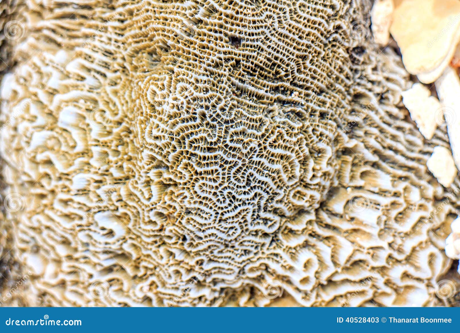 Korall fotografering för bildbyråer. Bild av akvarium - 40528403