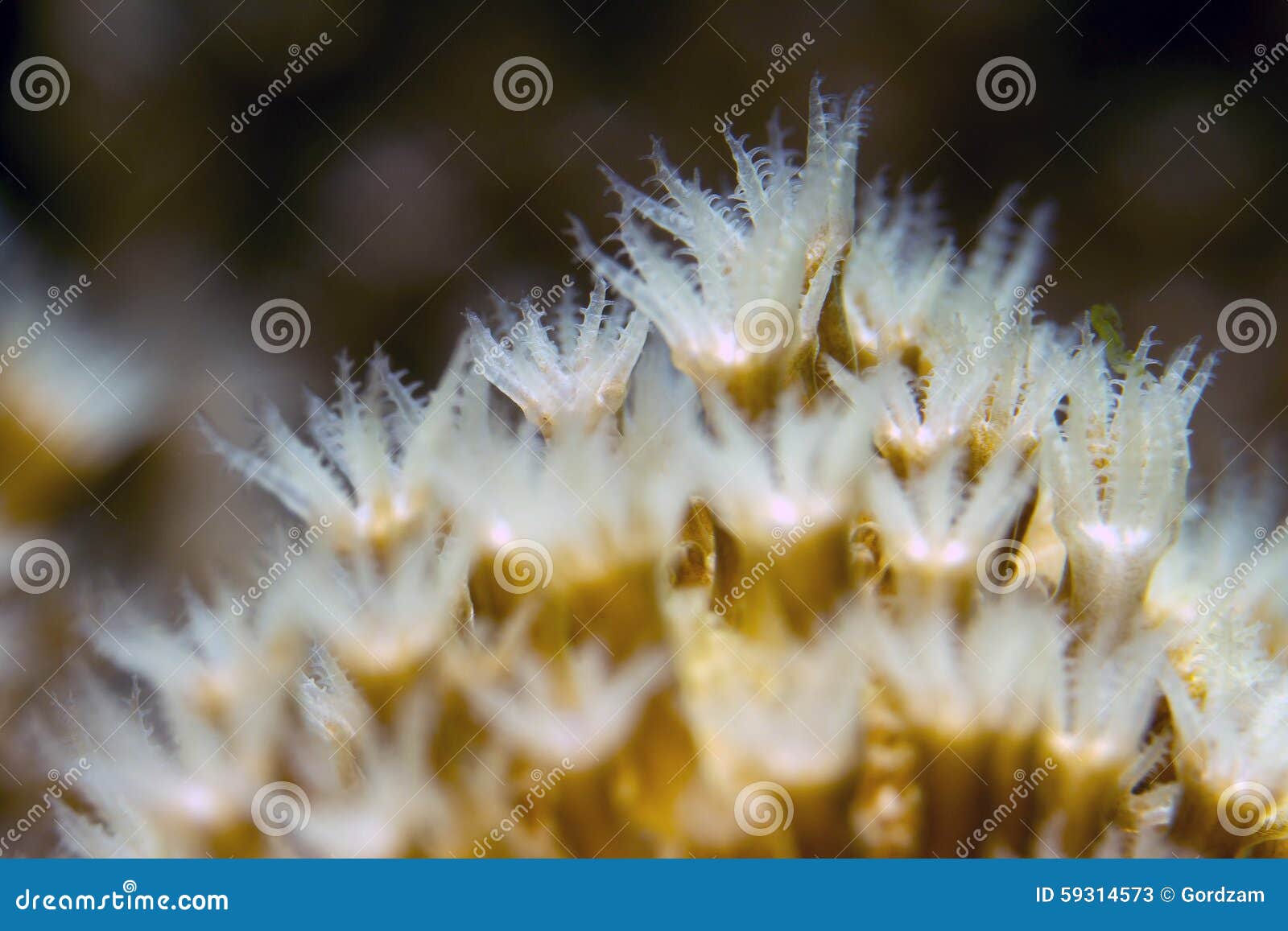 Korall fotografering för bildbyråer. Bild av flotta, skryt - 59314573