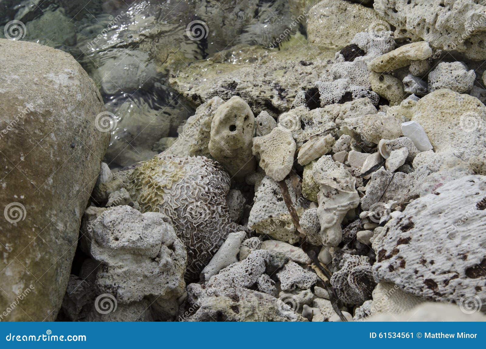 Korall fotografering för bildbyråer. Bild av jamaica - 61534561