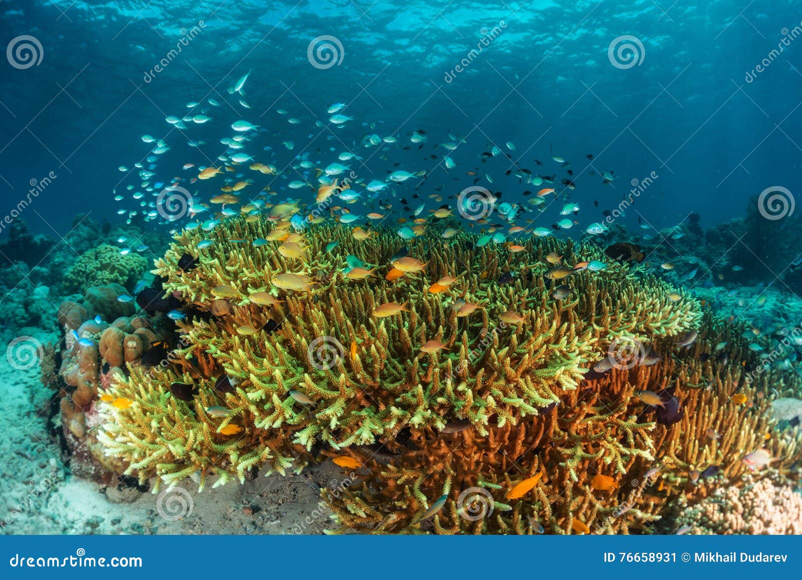 Korall fotografering för bildbyråer. Bild av underkanten - 76658931