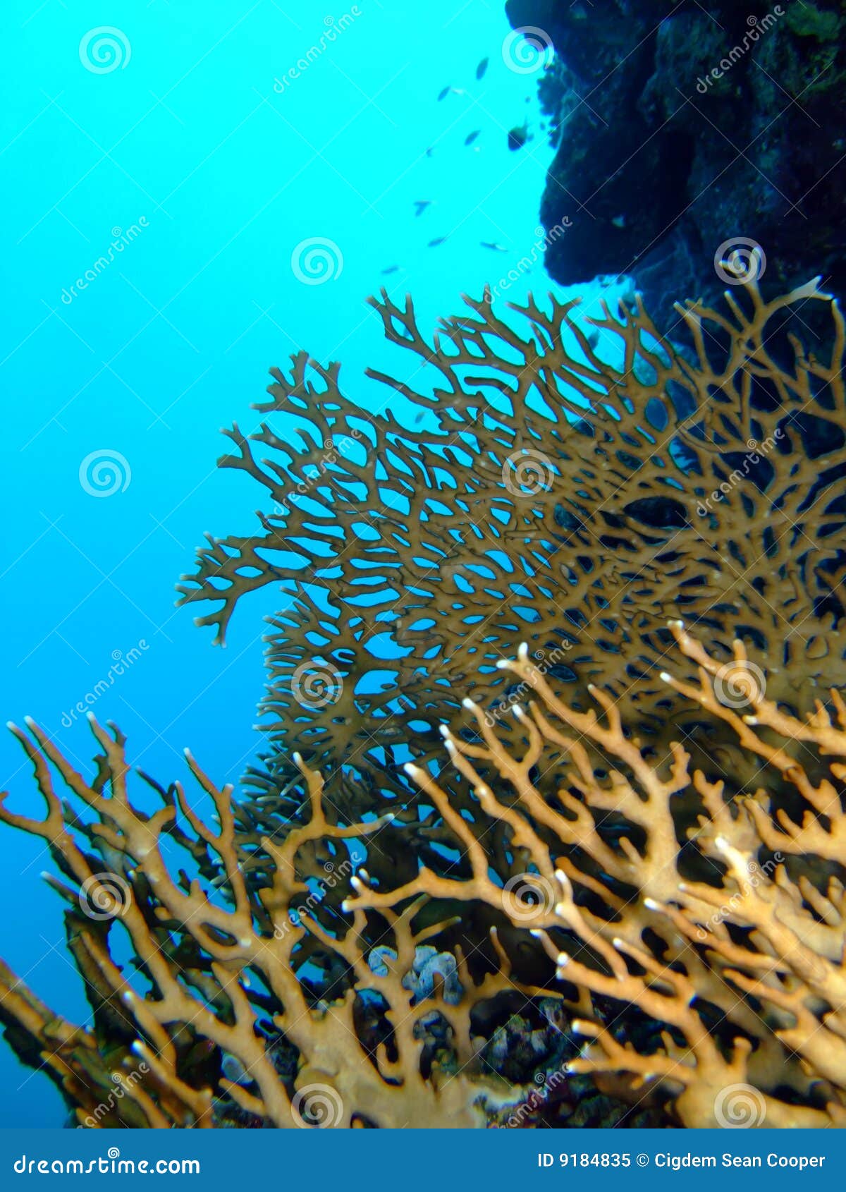 Korall fotografering för bildbyråer. Bild av turism, vatten - 9184835