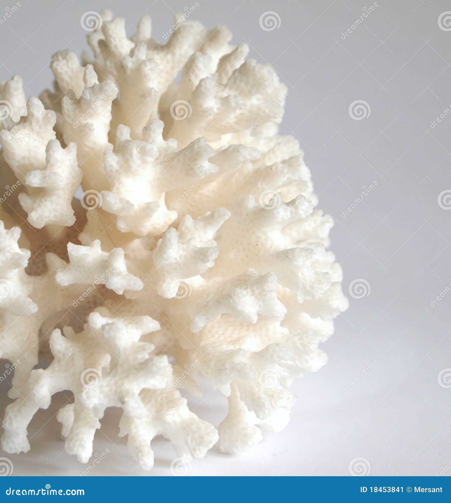 Koralle stockbild. Bild von wasser, koralle, frech, unterwasser - 18453841