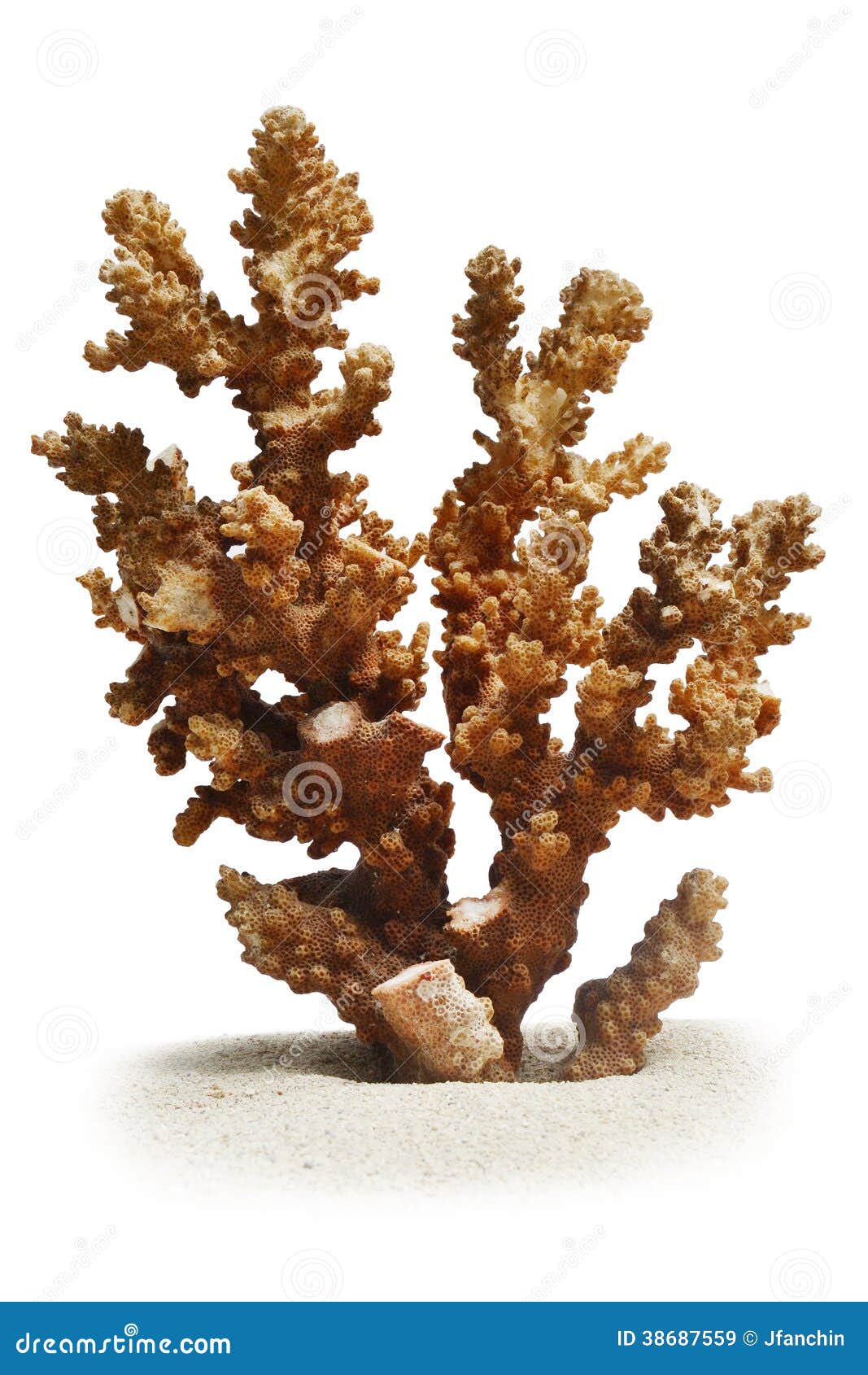 Koralle stockbild. Bild von empfindlich, form, lagune - 38687559