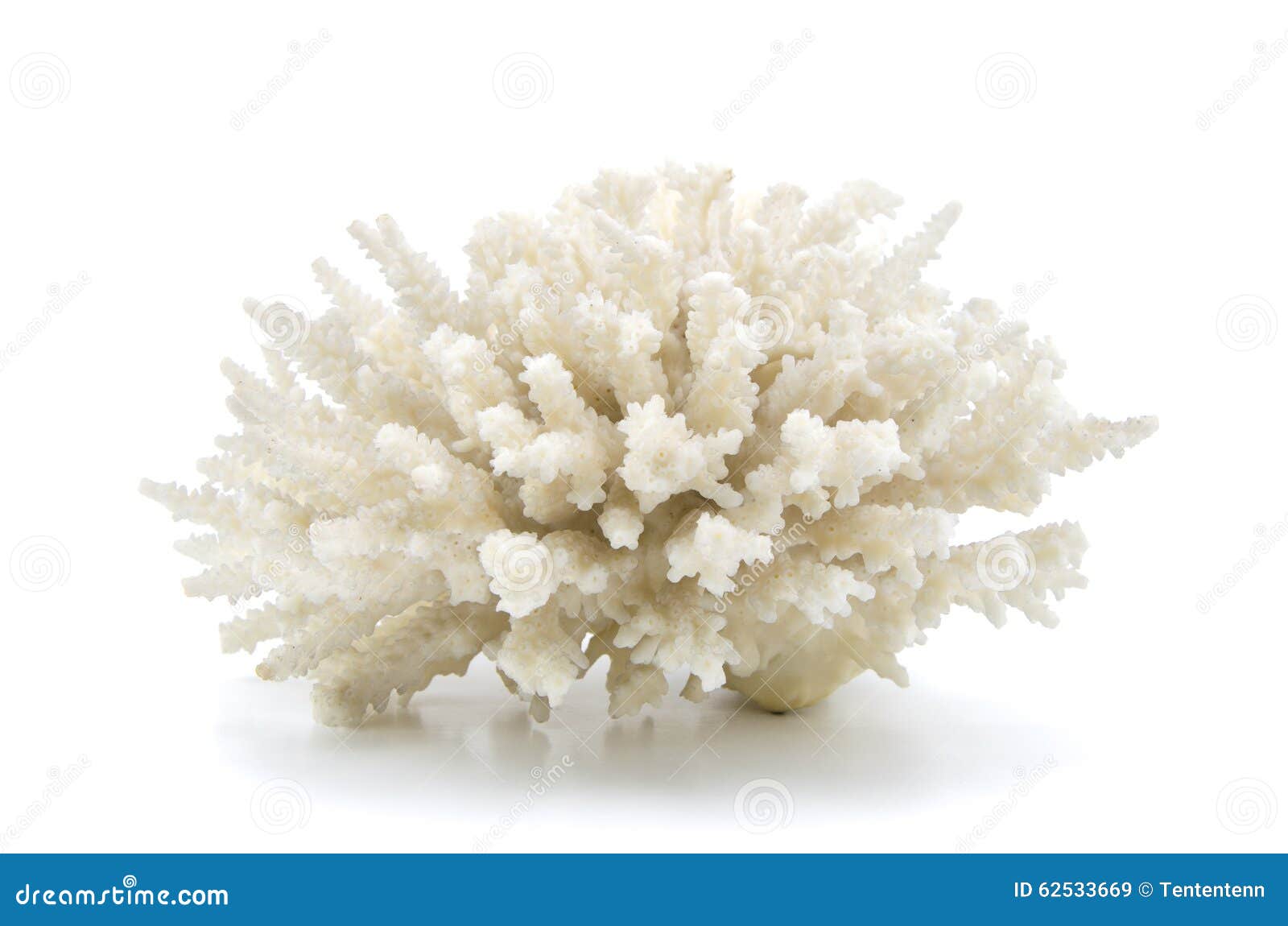 Koralle Getrennt Auf Weißem Hintergrund Stockbild - Bild von polypen ...