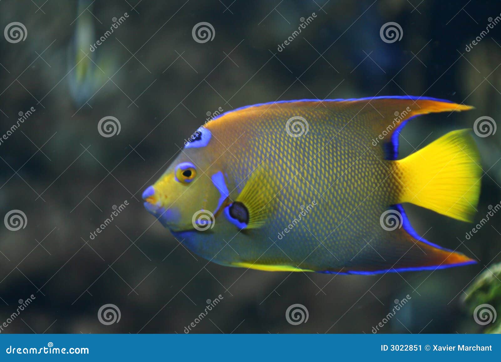 Korallenrote Neonfische stockbild. Bild von orange, schwarzes - 3022851