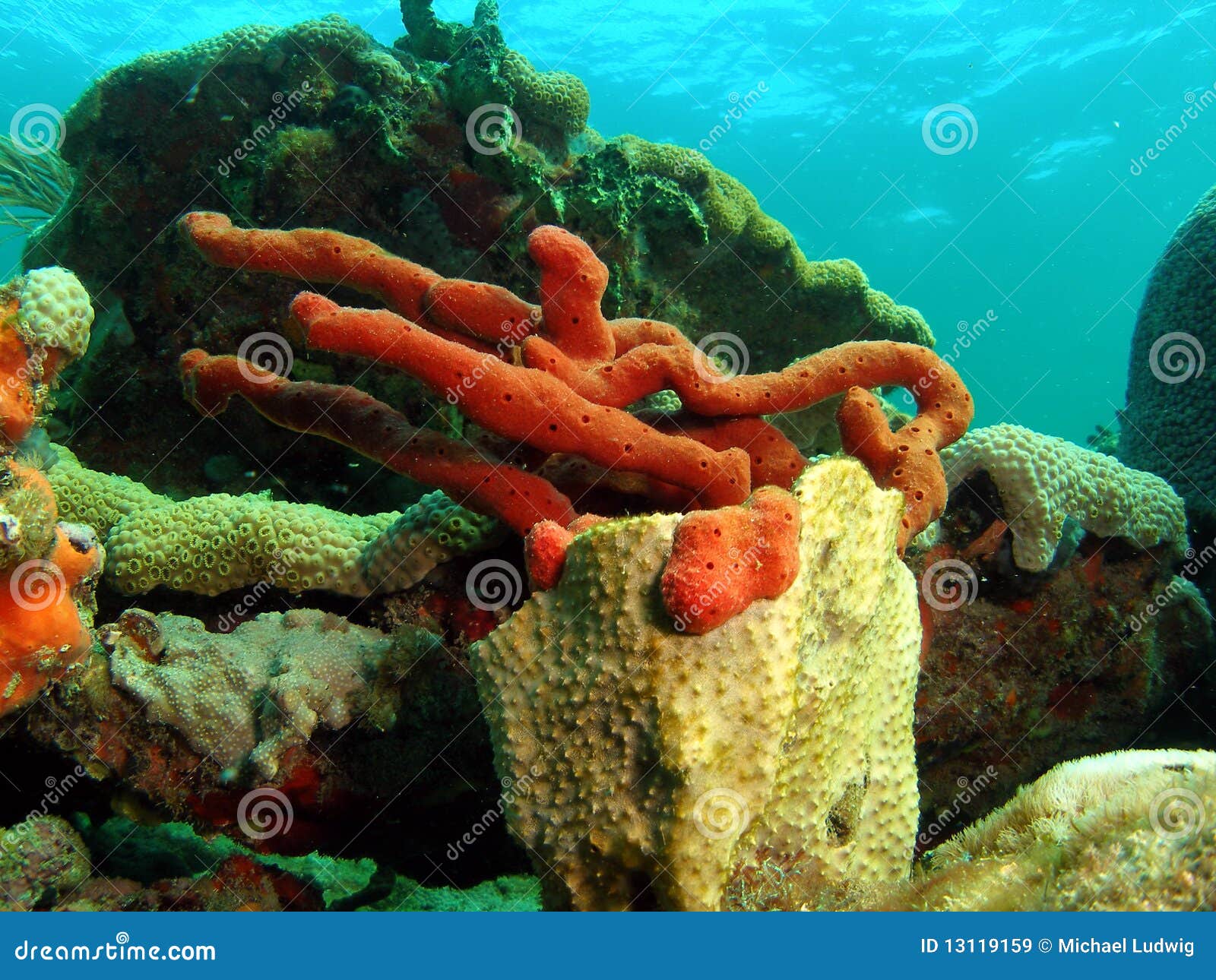 Korallrev fotografering för bildbyråer. Bild av smutsa - 13119159