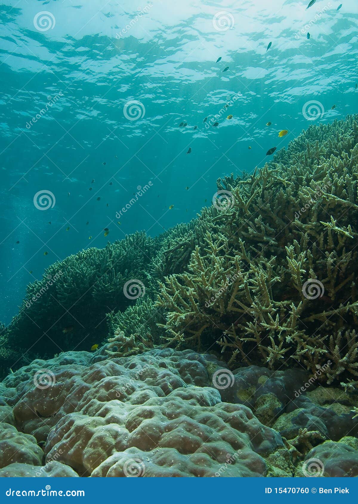 Korallrev arkivfoto. Bild av korall, flotta, fisk, djurliv - 15470760
