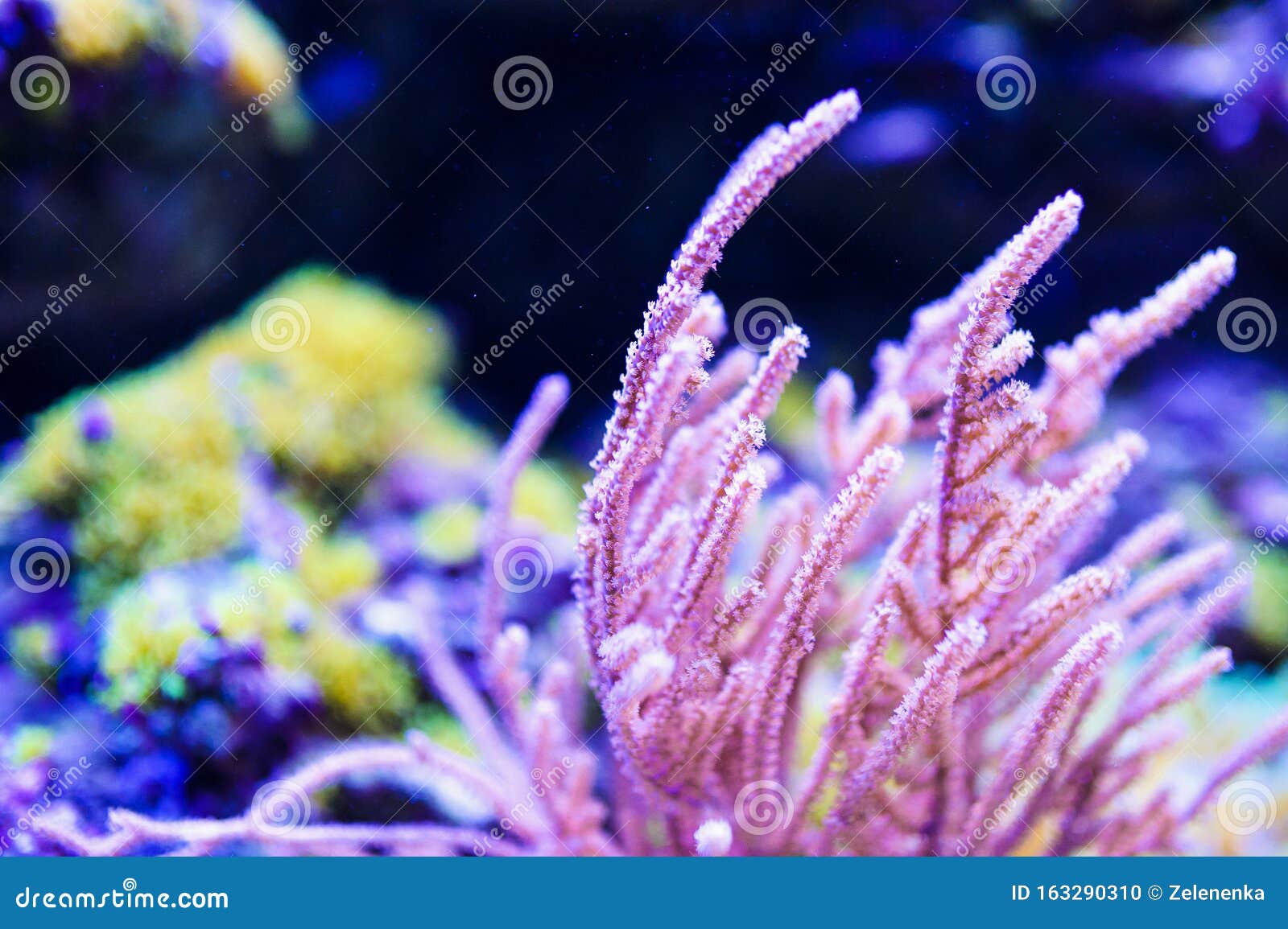 Korallrev arkivfoto. Bild av exotiskt, beskydd, bahamas - 163290310