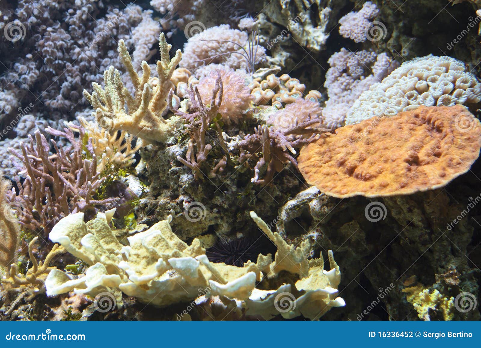 Korallrev arkivfoto. Bild av utomhus, koraller, flotta - 16336452