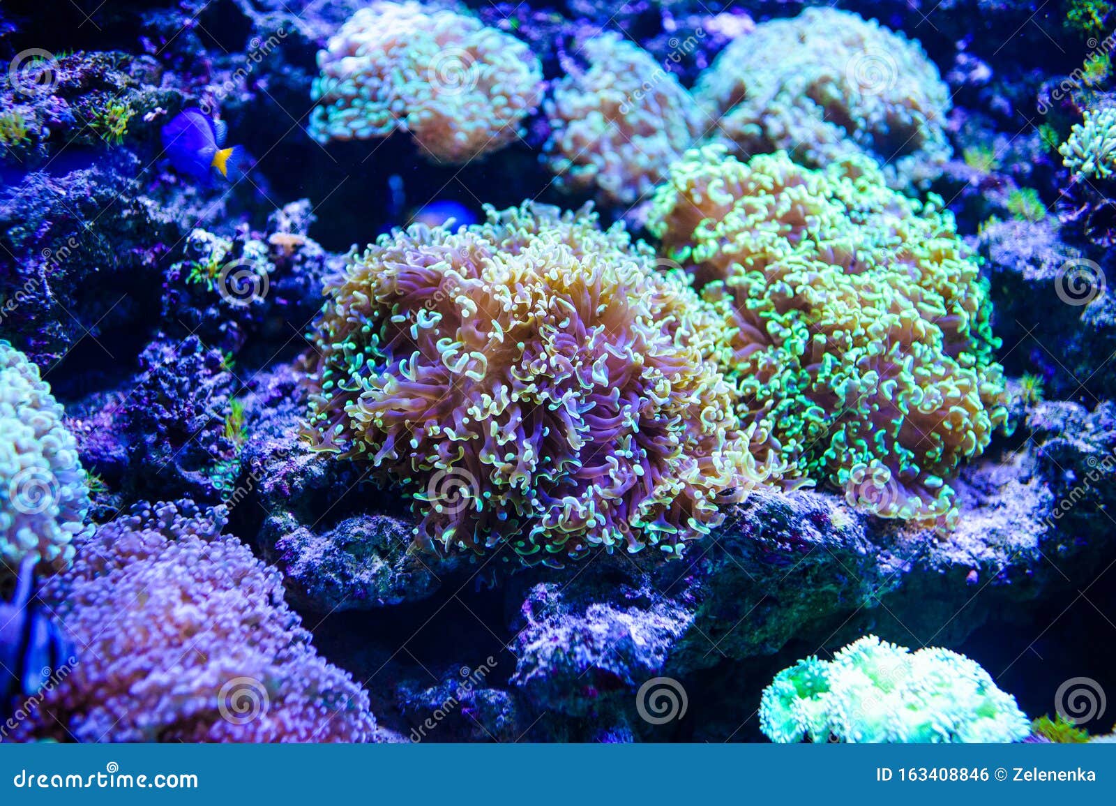 Korallrev arkivfoto. Bild av natur, egypten, skönhet - 163408846