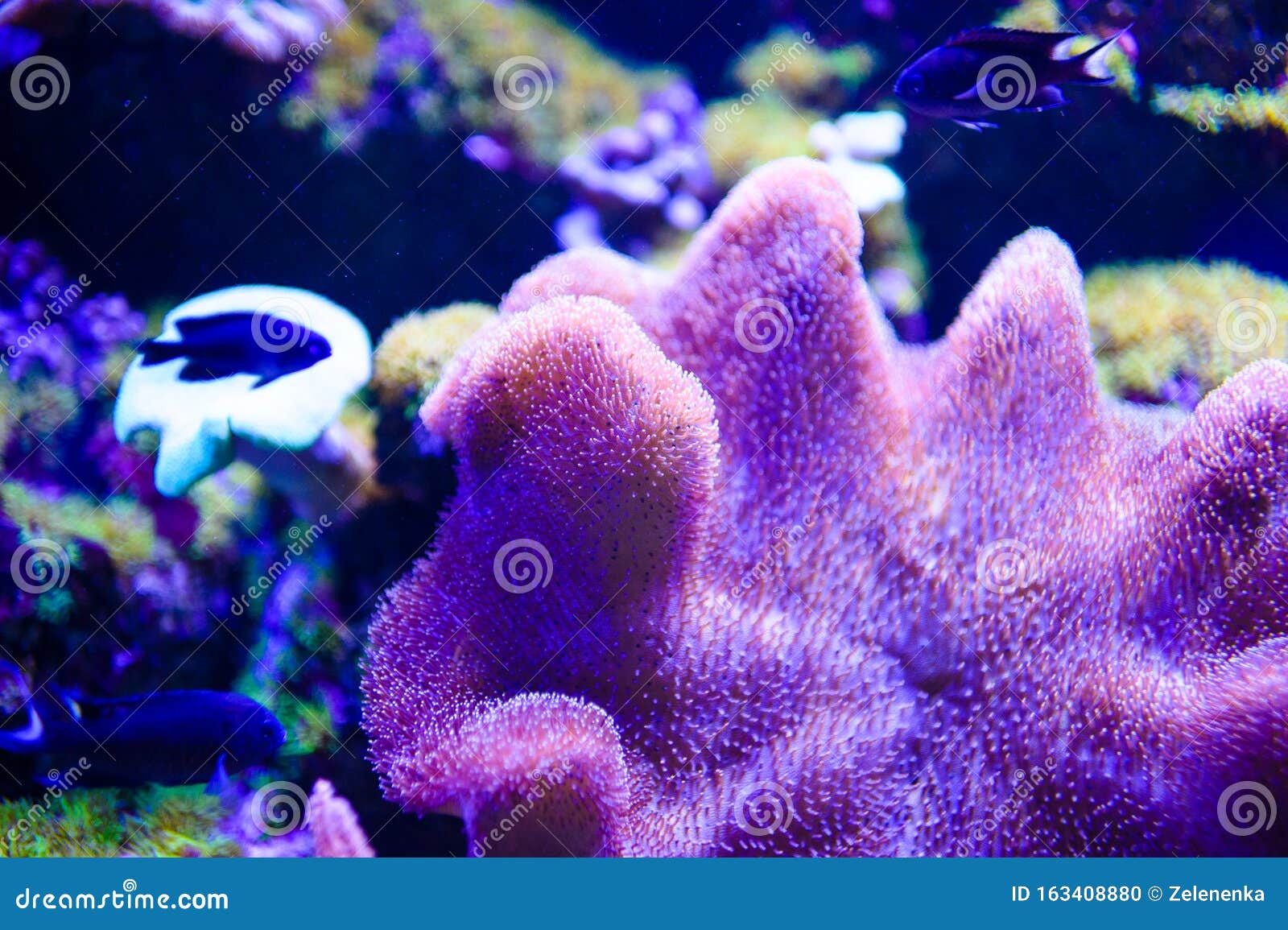 Korallrev arkivfoto. Bild av naturligt, flotta, koraller - 163408880