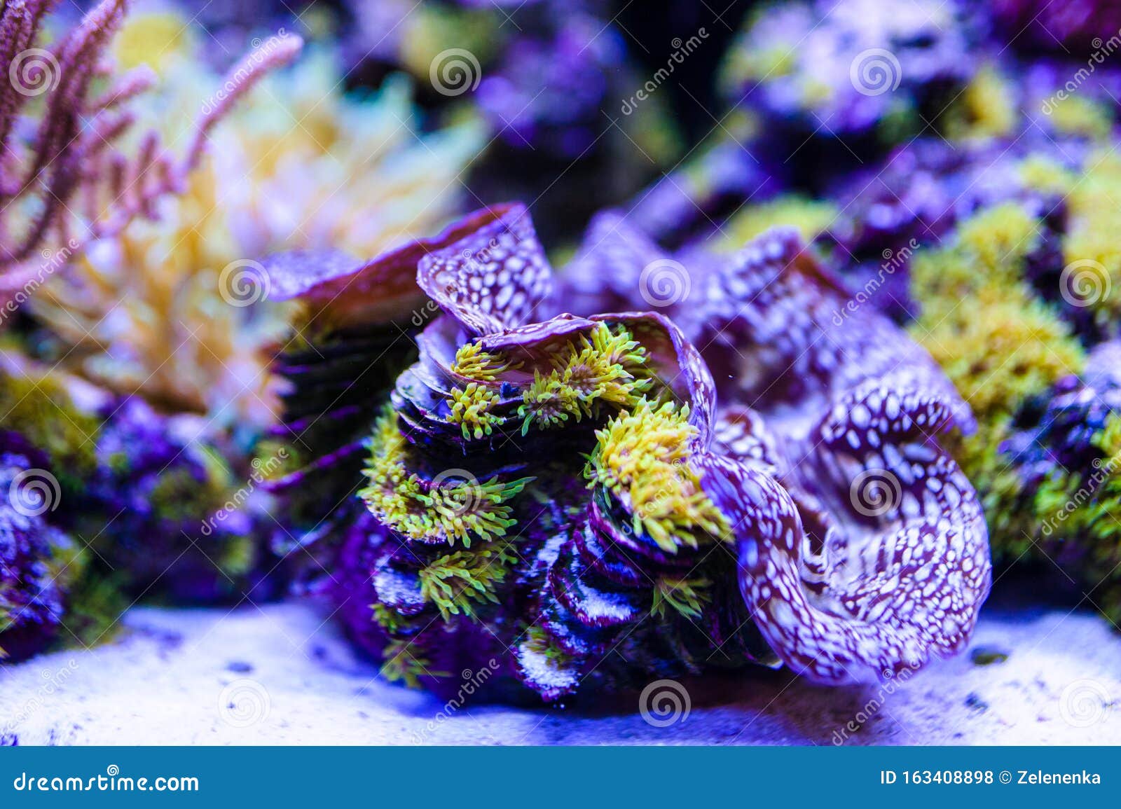 Korallrev arkivfoto. Bild av natur, färg, exotiskt, koraller - 163408898