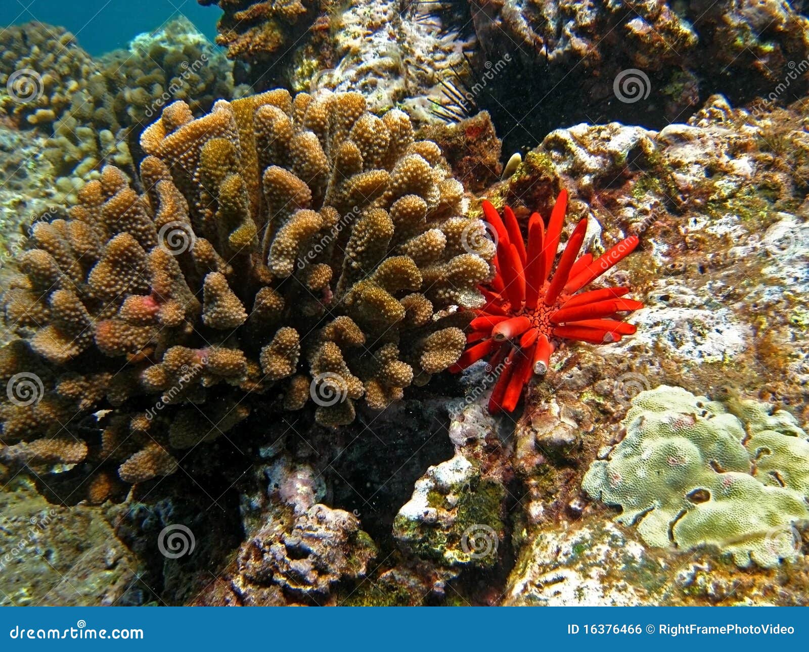 Korallrev arkivfoto. Bild av makro, saltvatten, angus - 16376466