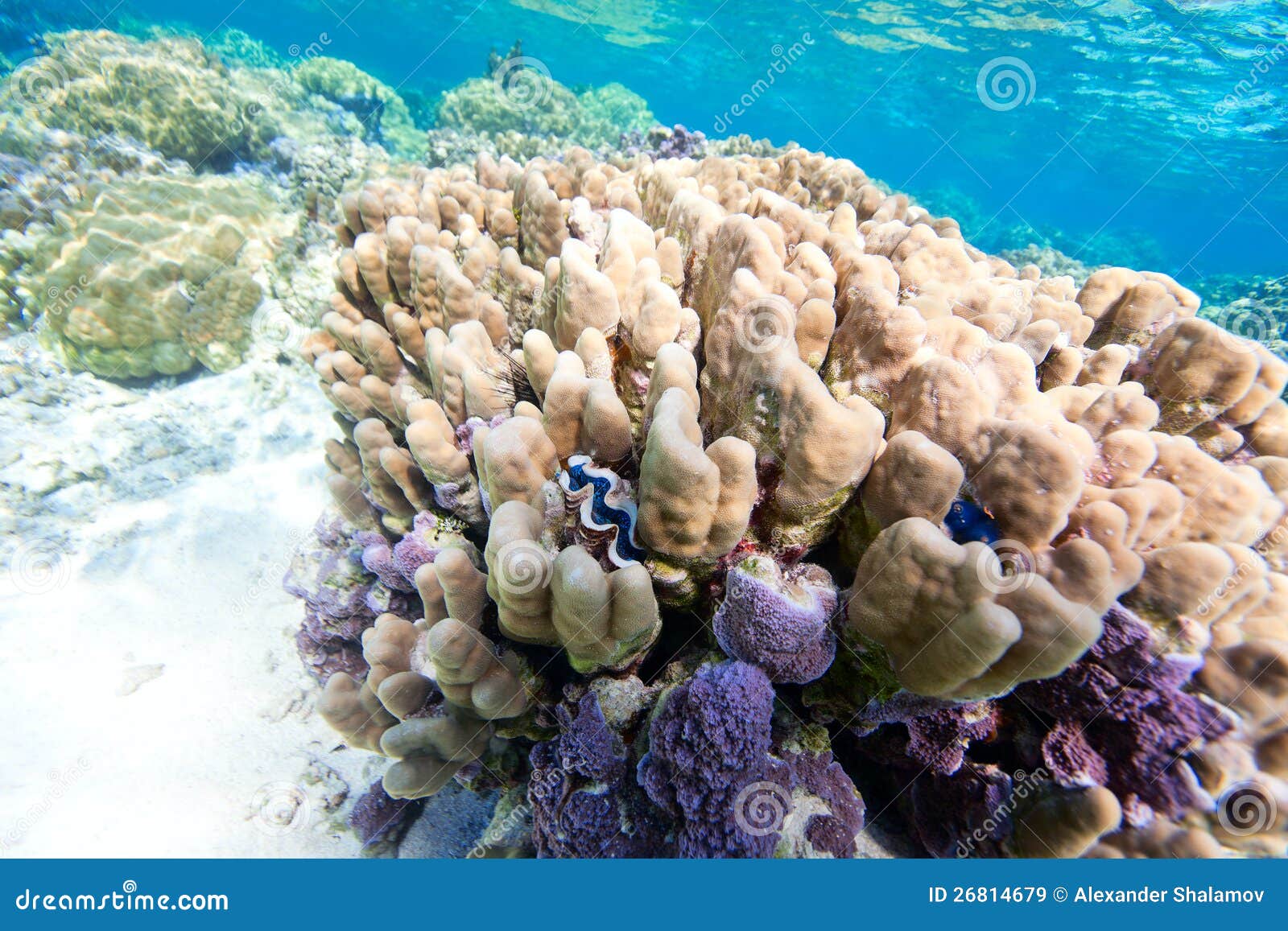Korallrev fotografering för bildbyråer. Bild av skal - 26814679