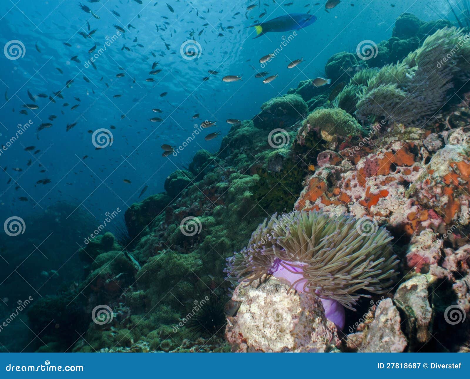 Korallrev fotografering för bildbyråer. Bild av topografi - 27818687