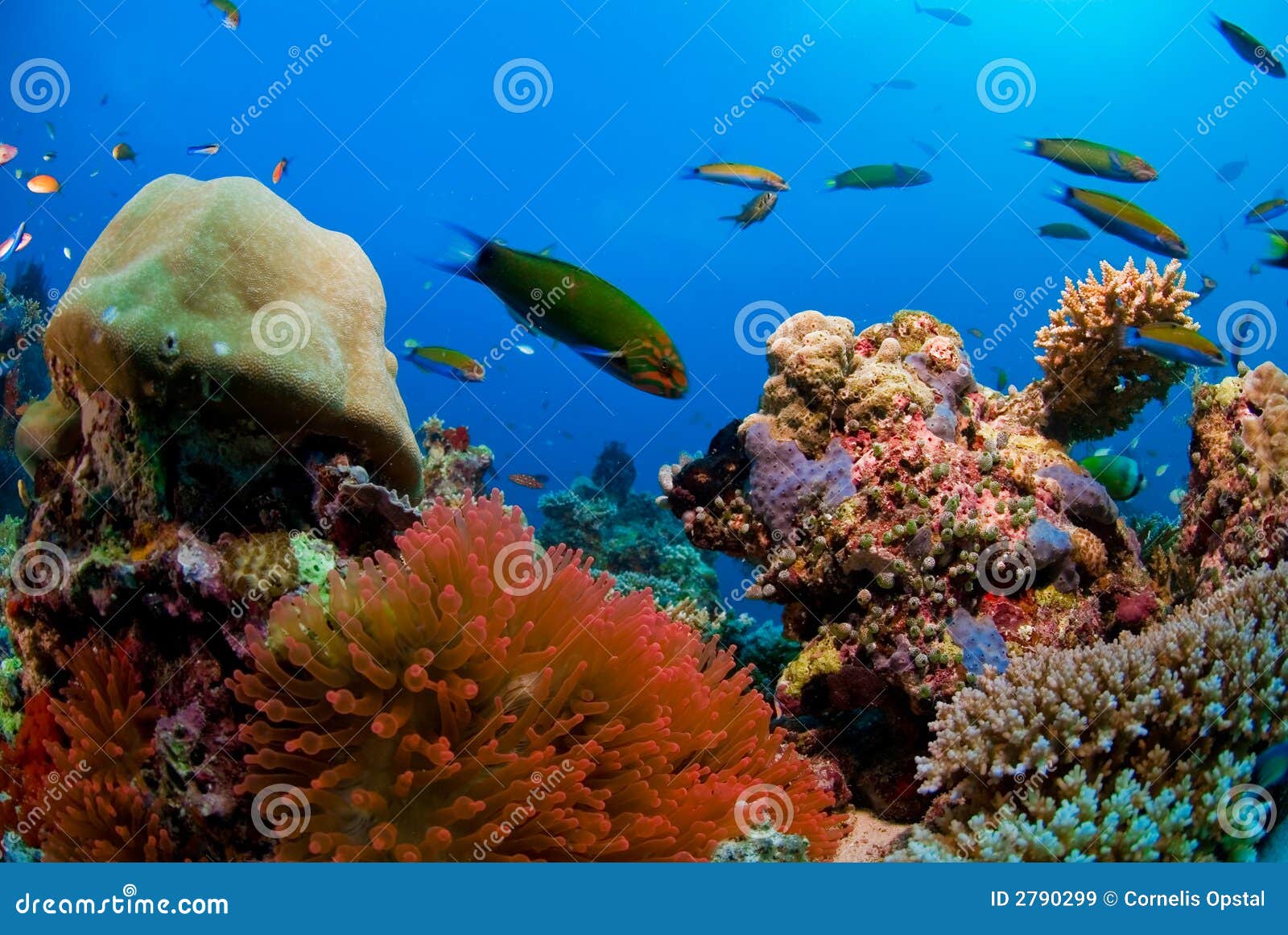Korallrev fotografering för bildbyråer. Bild av sport - 2790299
