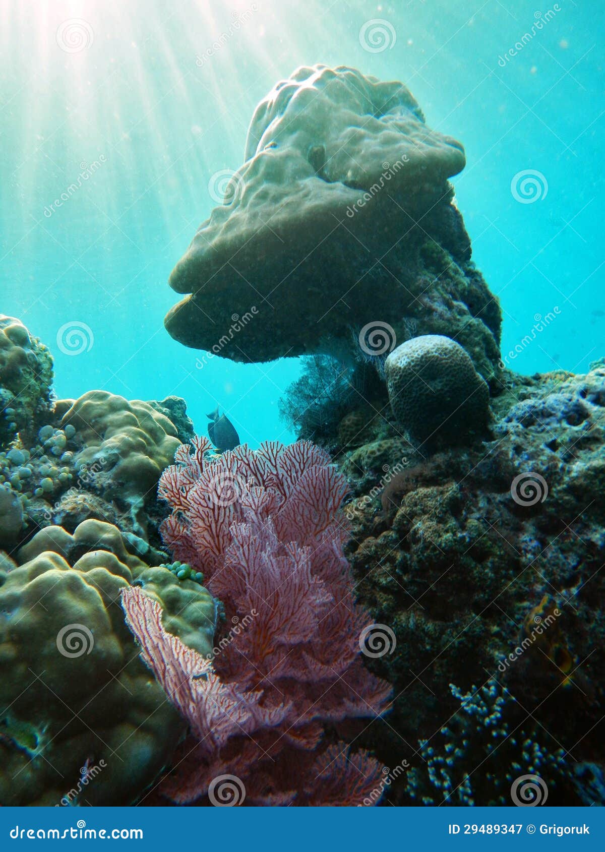 Korallrev. fotografering för bildbyråer. Bild av lopp - 29489347