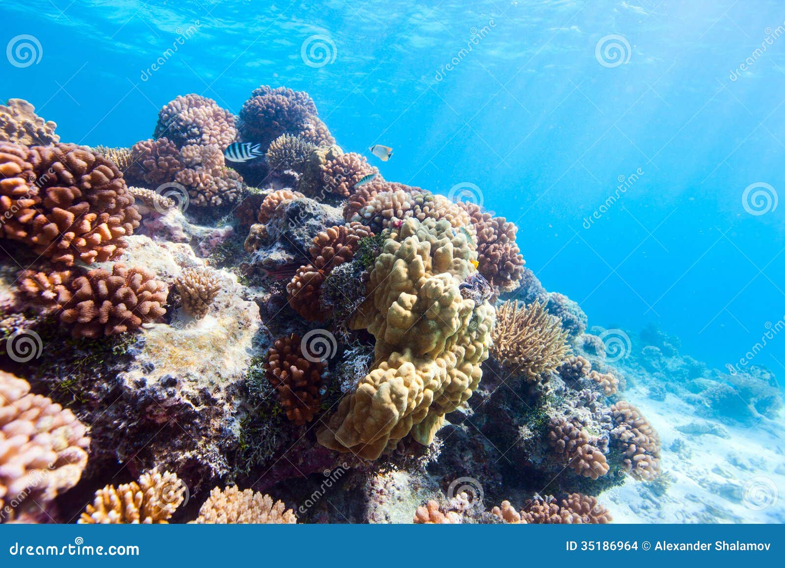 Korallrev arkivfoto. Bild av skal, semester, fisk, natur - 35186964