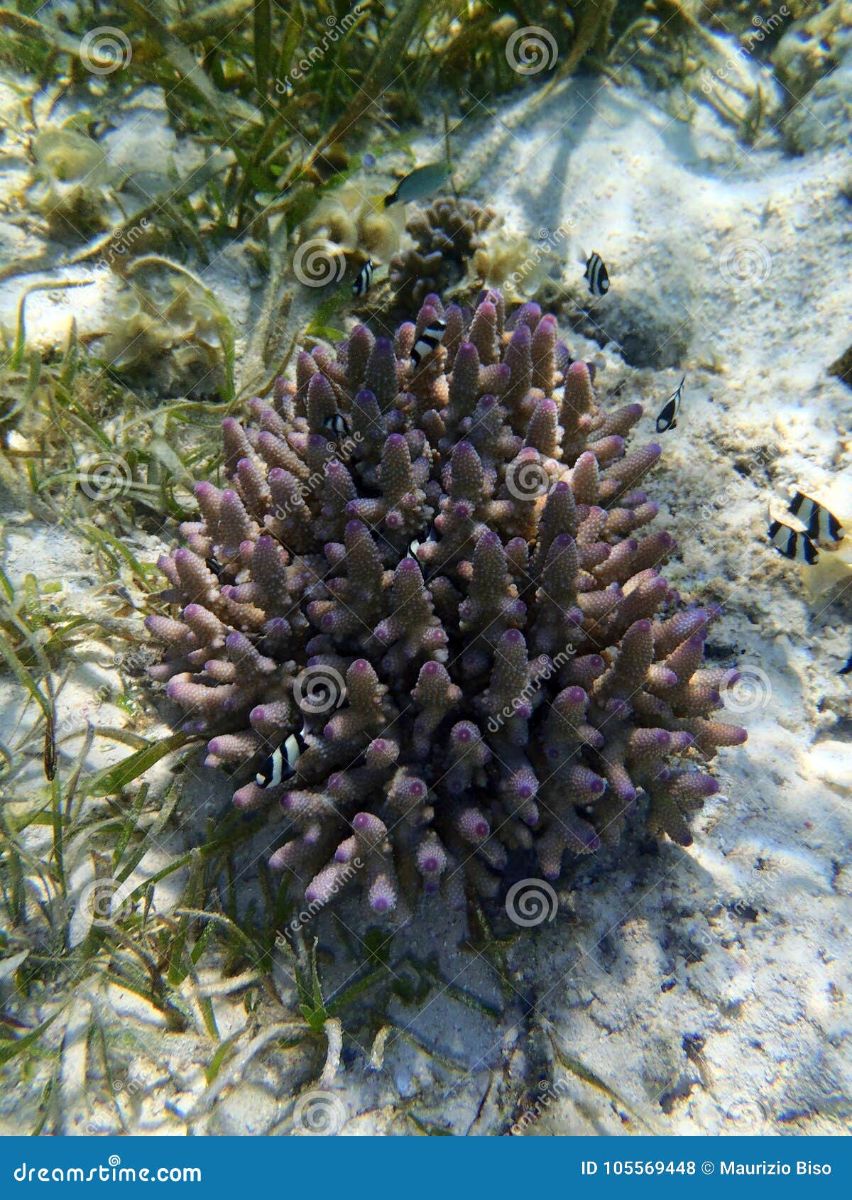 Korallrev i Sulawesi arkivfoto. Bild av ethan, livstid - 105569448