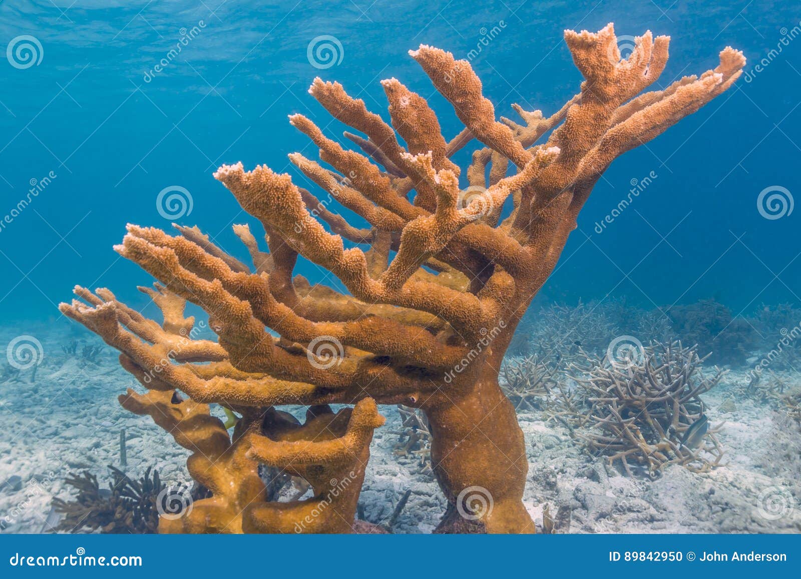 Korallrev med elhornkorall arkivfoto. Bild av släpphänt - 89842950
