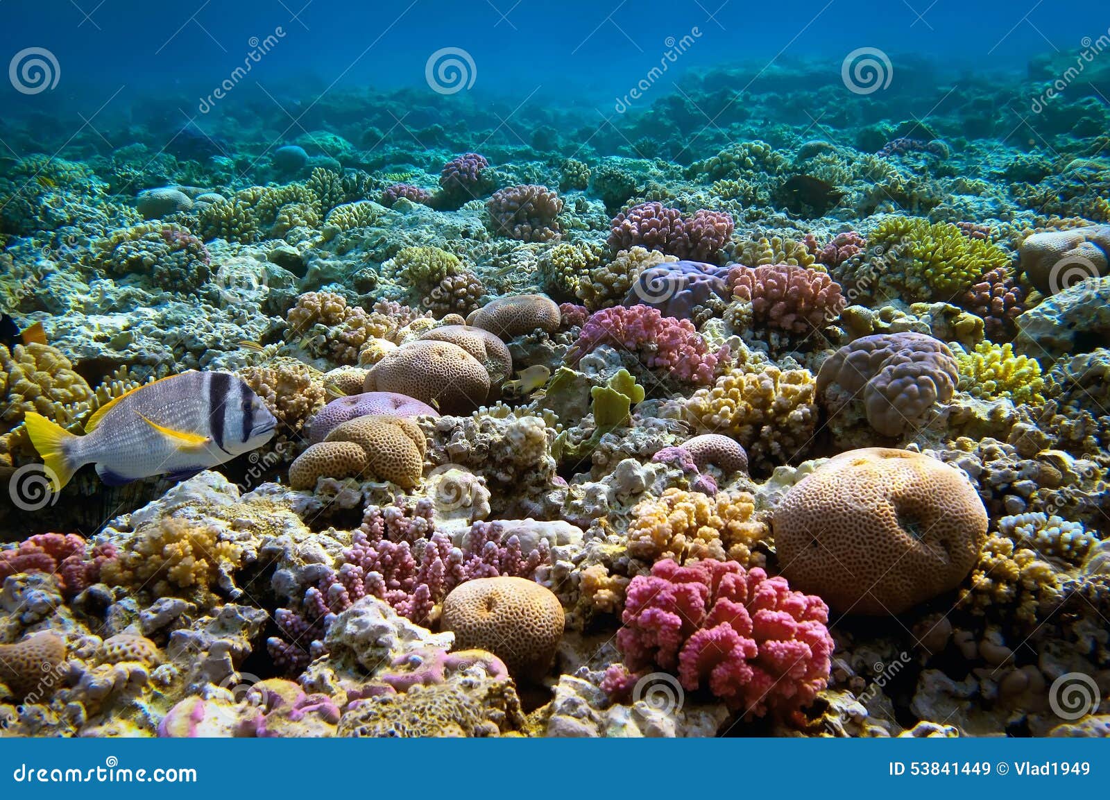 Korallrev, Röda Havet, Egypten Fotografering för Bildbyråer - Bild av ...