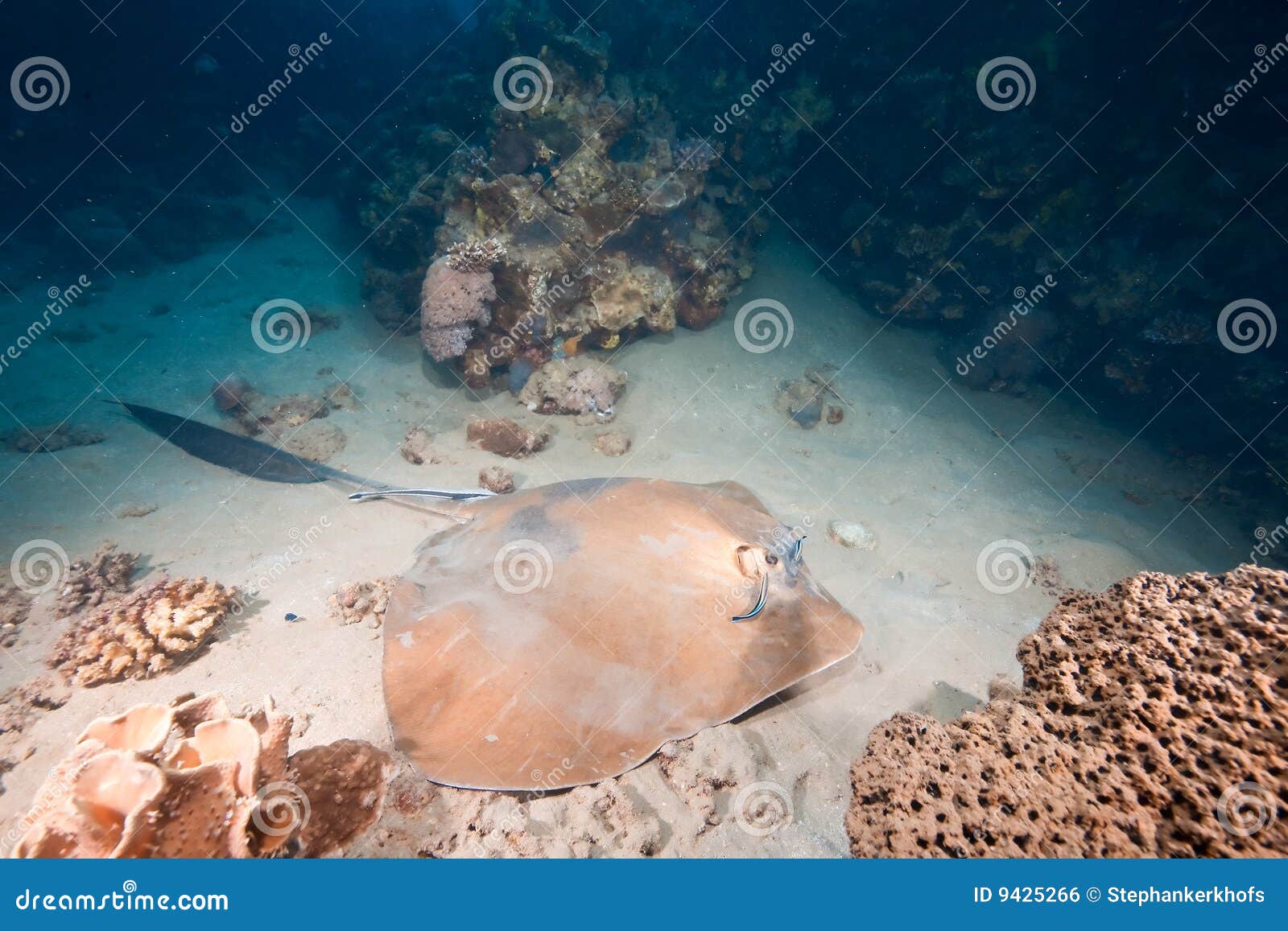 Koralowy Feathertail Oceanu Stingray Zdjęcie Stock - Obraz złożonej z ...