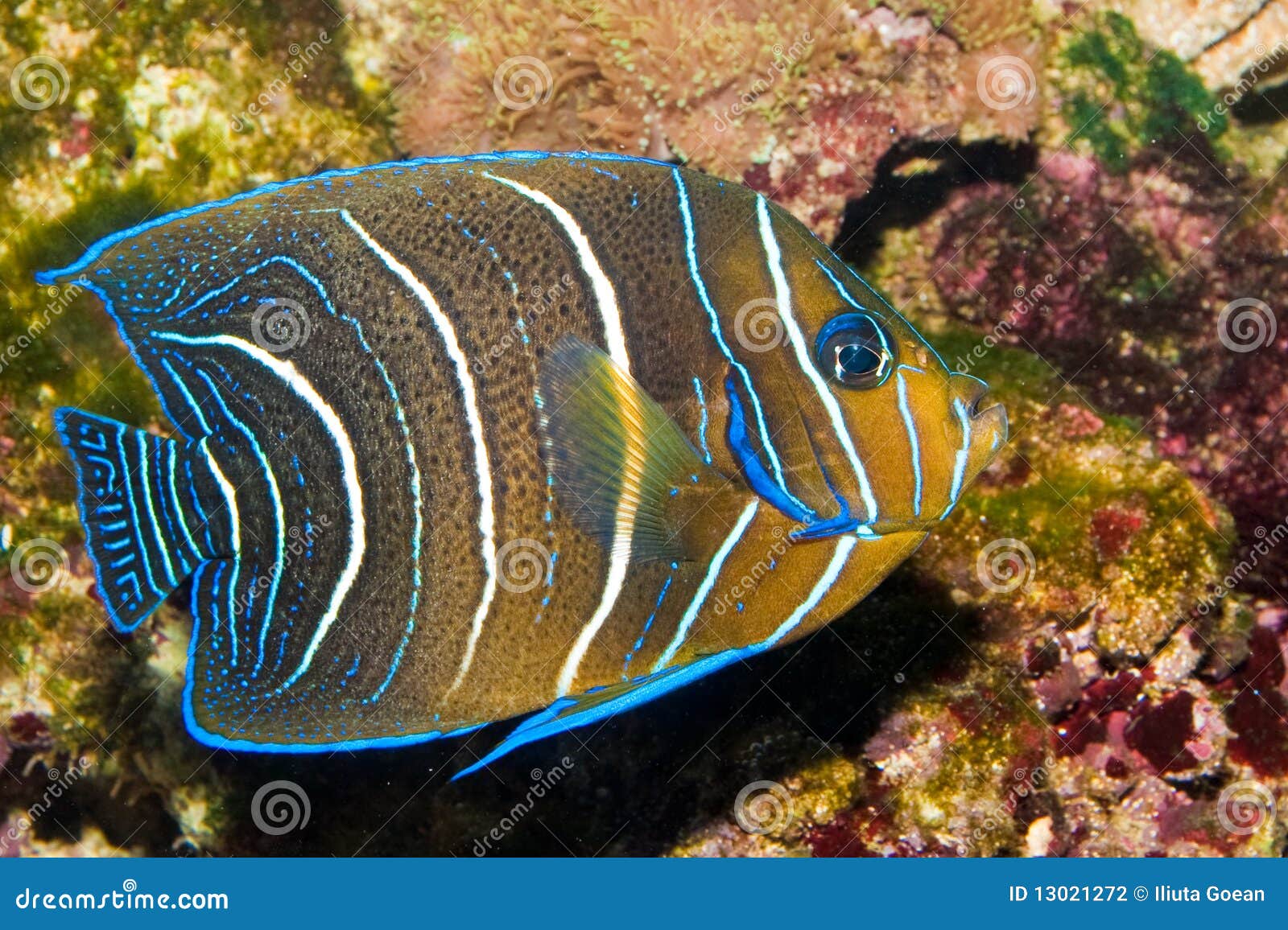 Koran Angelfish in Aquarium Stock Photo - Image of halfcircled ...
