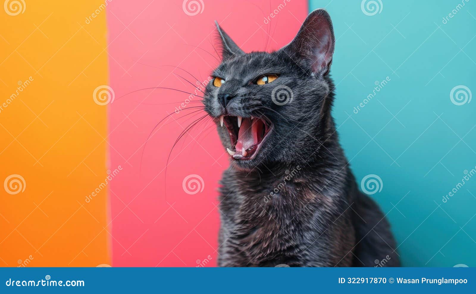 Korat, Angry Cat Baring Its Teeth, Studio Lighting Pastel Background ...