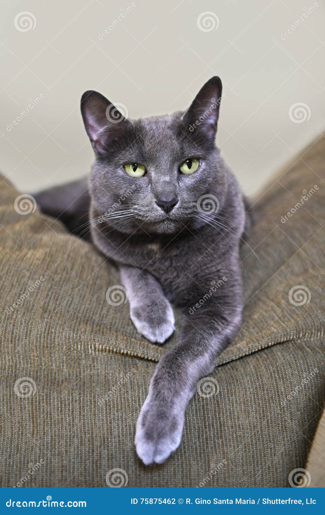 178 Gray Cat Korat Cat Breed Stock Photos - Free & Royalty-Free Stock ...