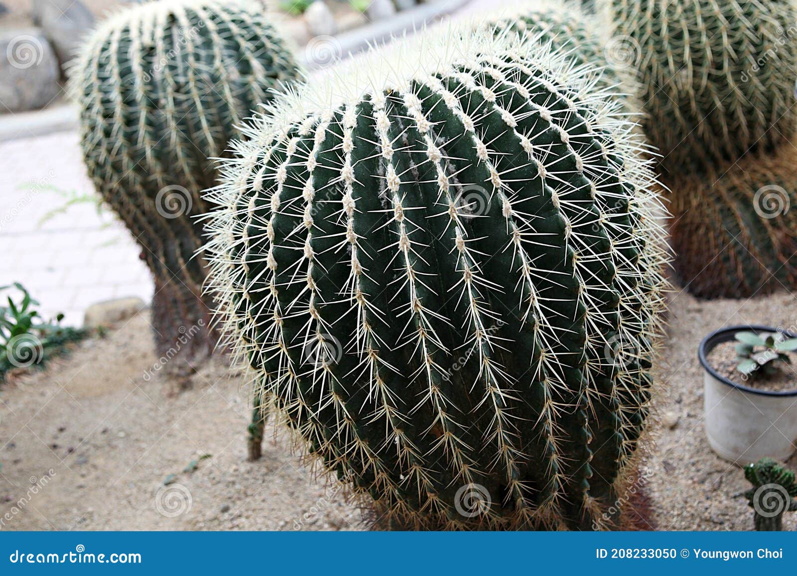 Korea botanical garden stock photo. Image of garden - 208233050