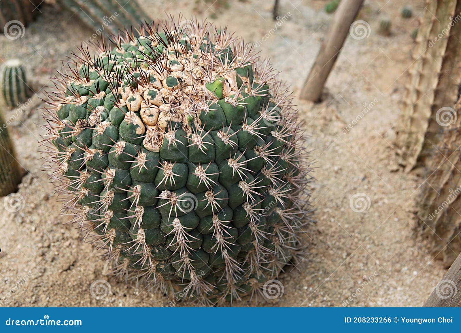 Korea botanical garden stock photo. Image of botanicalgarden - 208233266