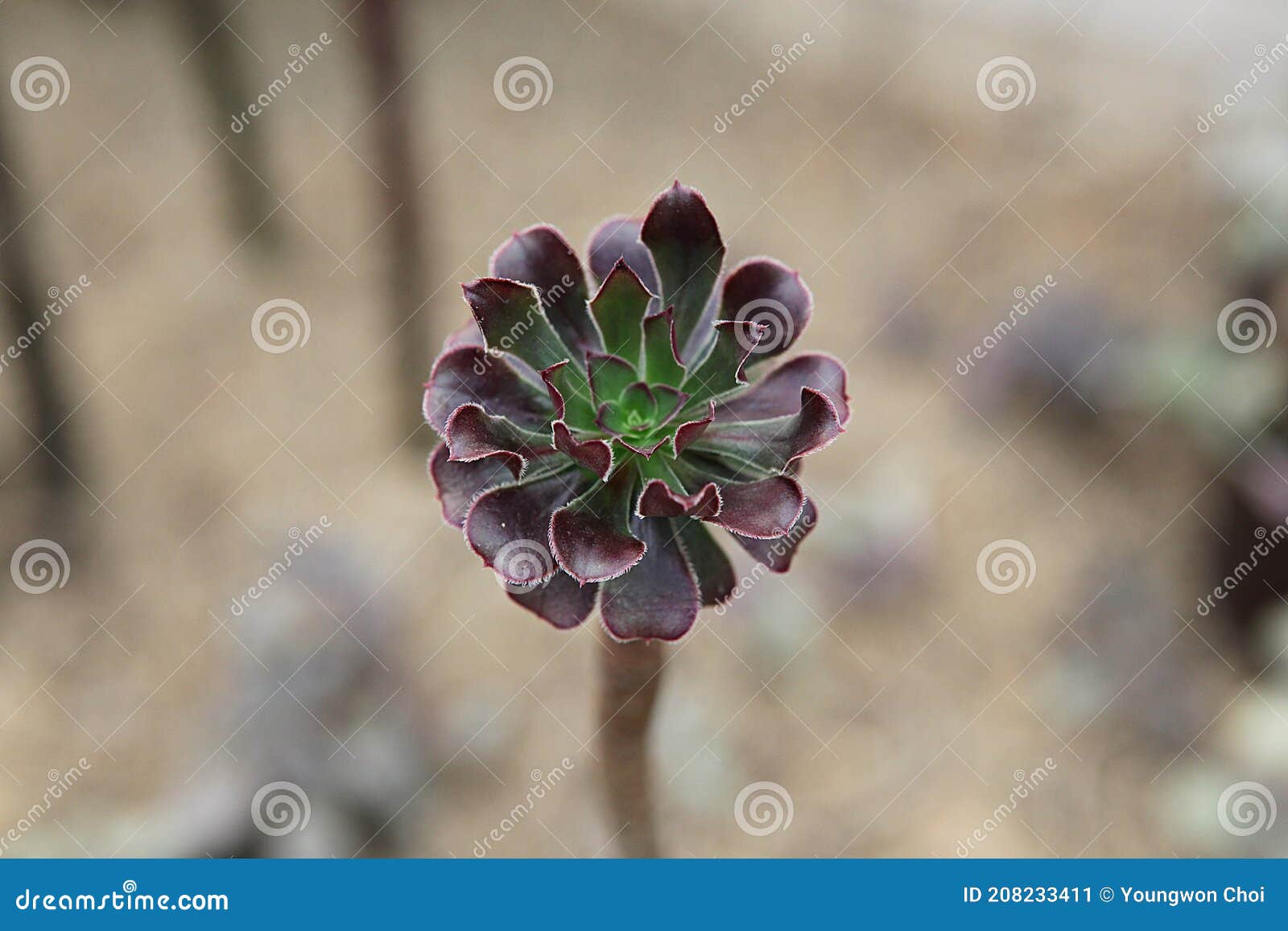 Korea botanical garden stock image. Image of cactus - 208233411