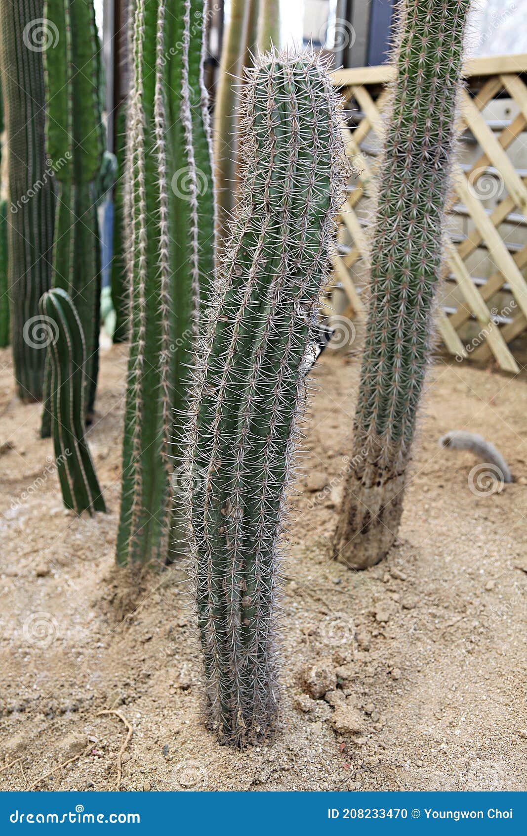 Korea botanical garden stock photo. Image of tropicalplants - 208233470