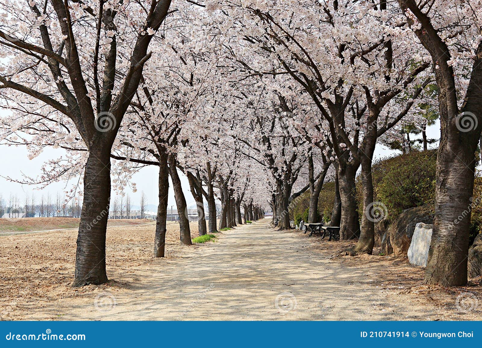 Korea ecological park editorial stock image. Image of gaetgol - 210741914