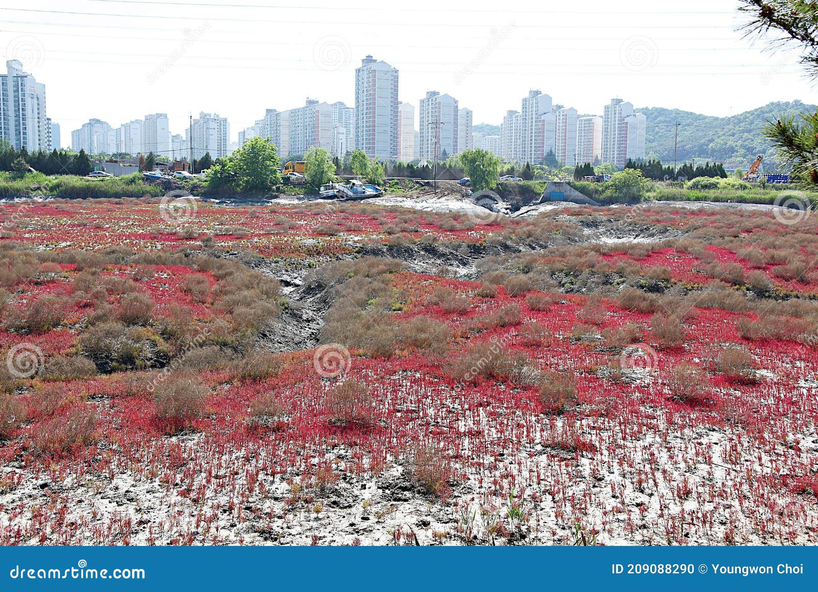 Korea ecological park stock photo. Image of ecological - 209088290