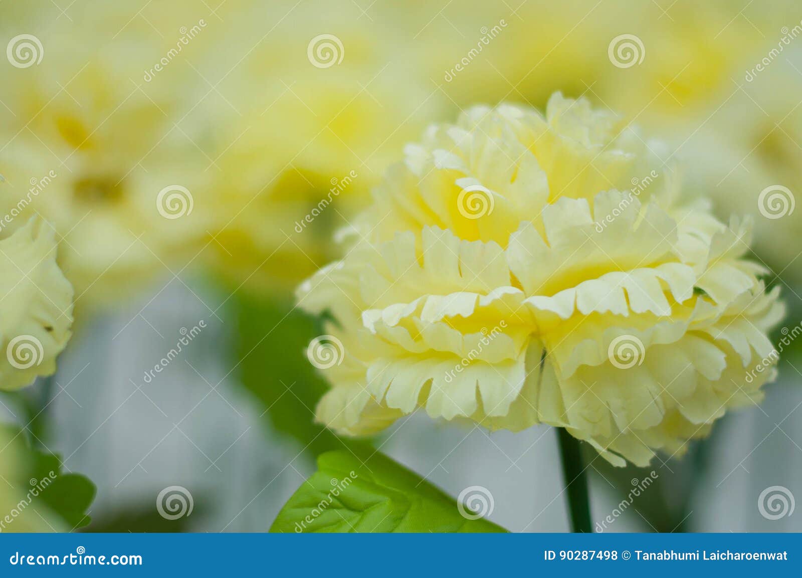 Korea flower stock photo. Image of wildlife, sakura, squirrell - 90287498