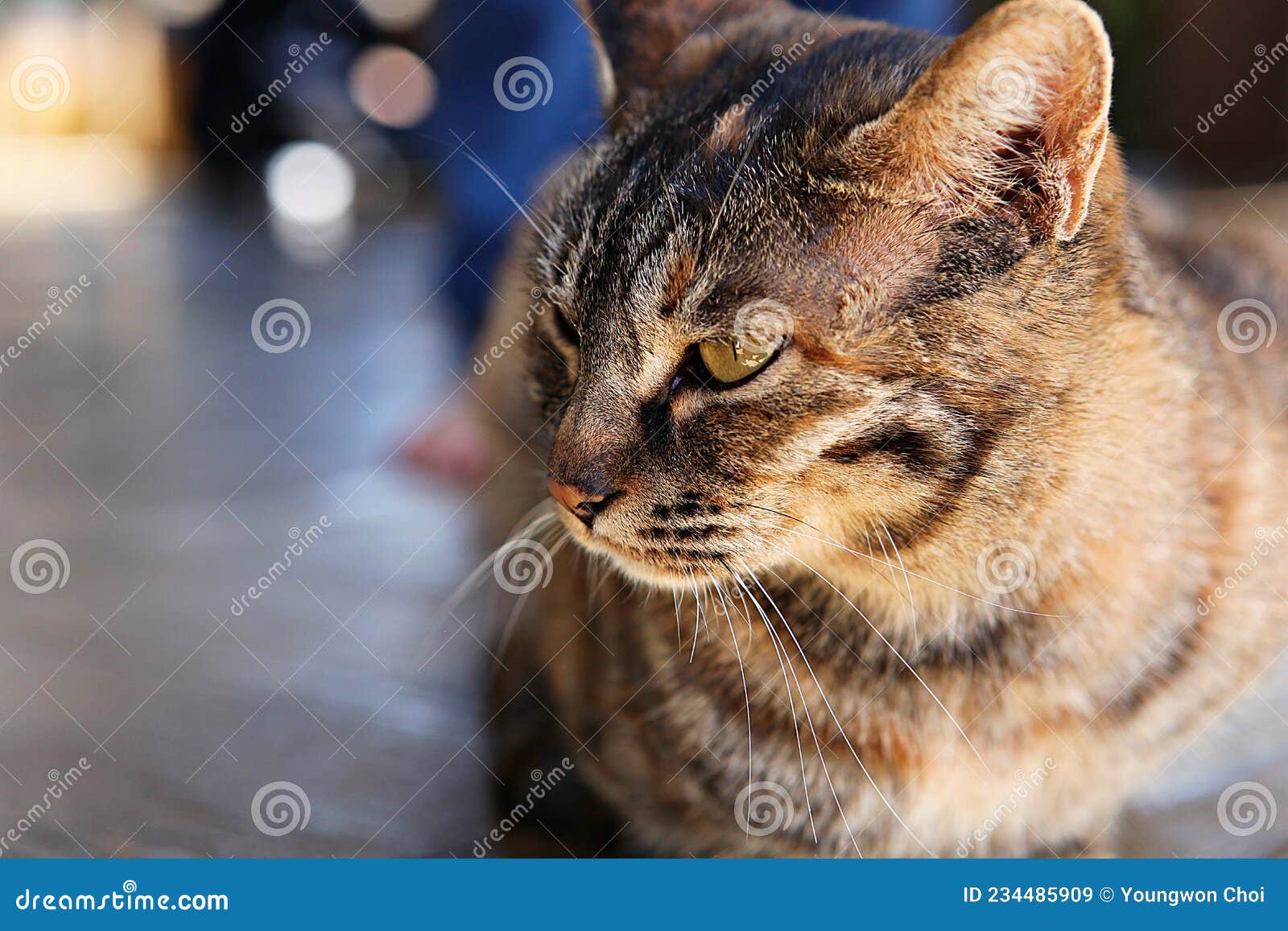 Koreacat Stock Photos - Free & Royalty-Free Stock Photos from Dreamstime