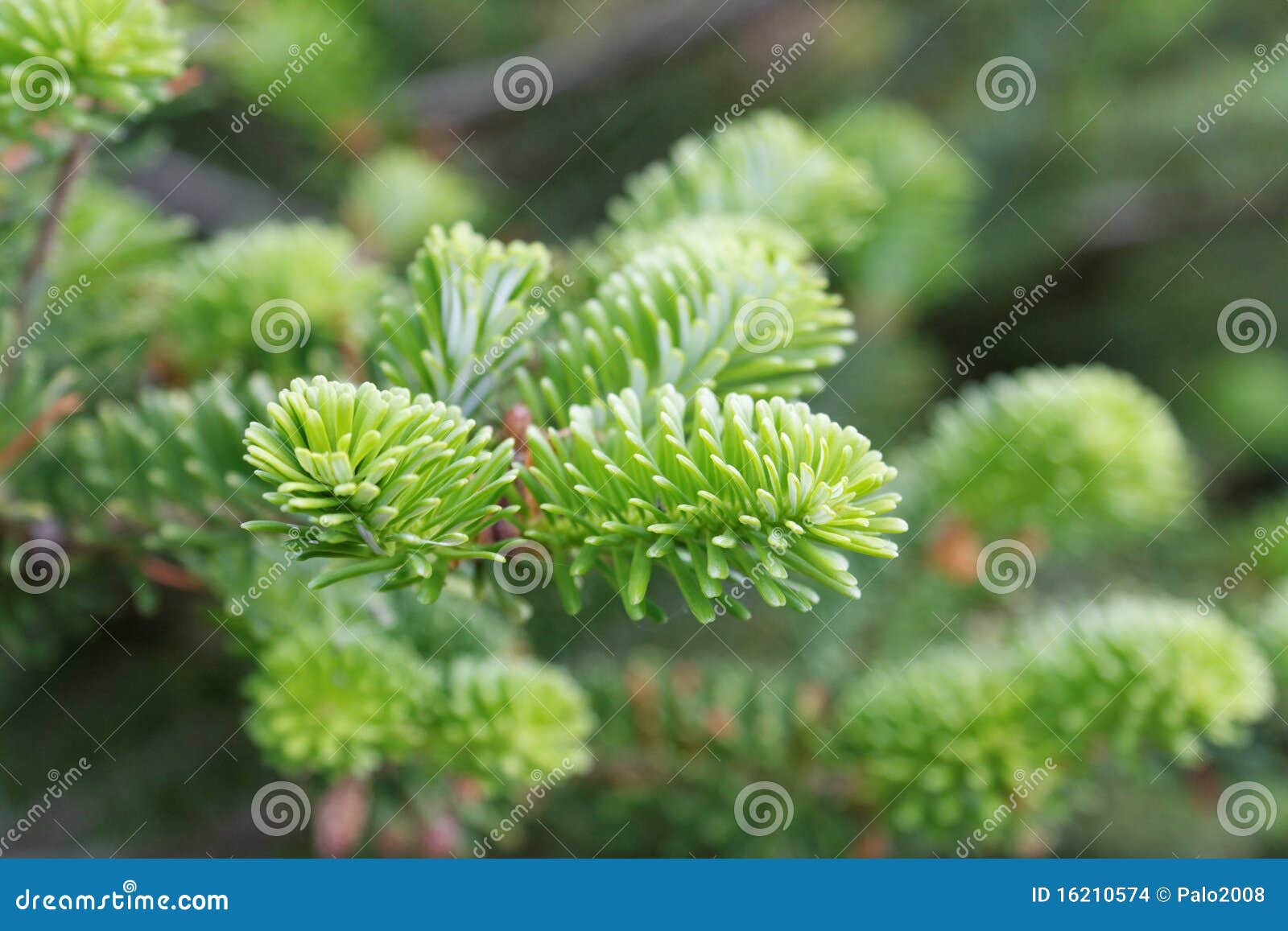 Korean fir branch stock photo. Image of korean, tree - 16210574