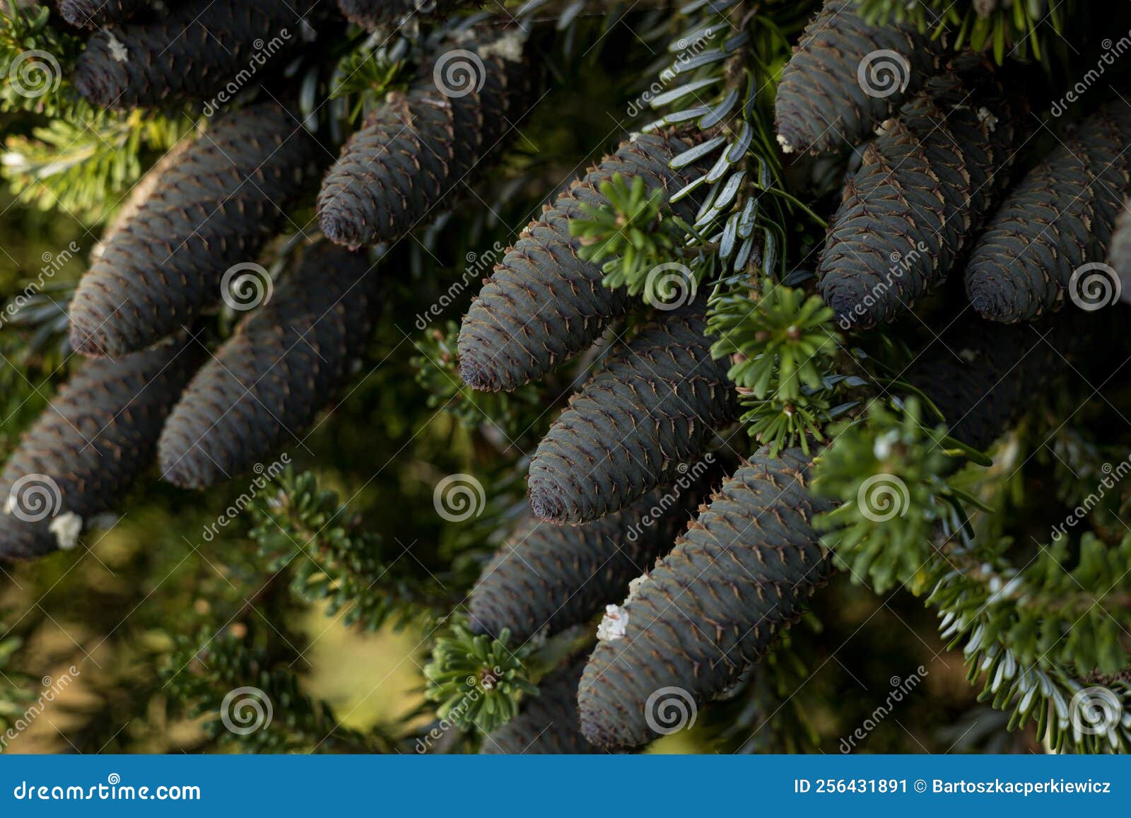 Korean Fir Tree (Abies Koreana) Branches and Cones Stock Image - Image ...