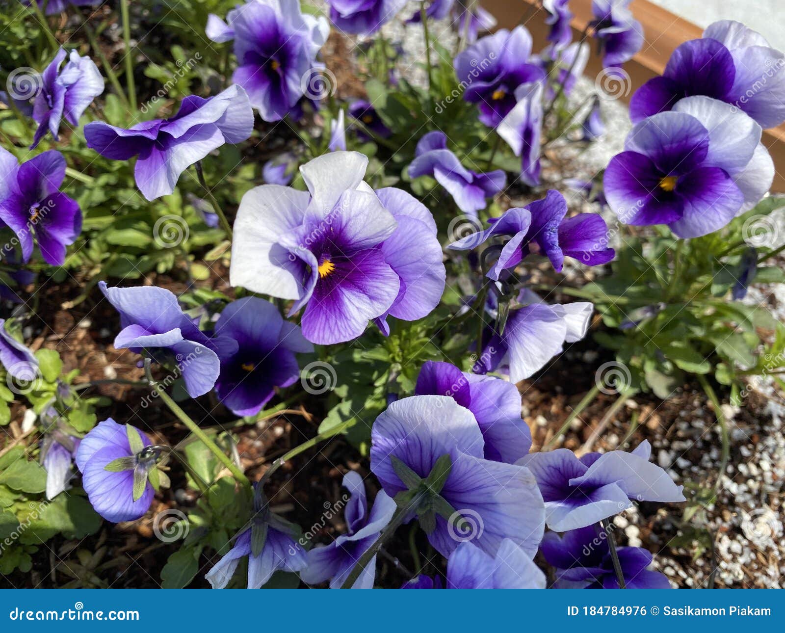 Korean flower stock photo. Image of flower, purple, korean - 184784976