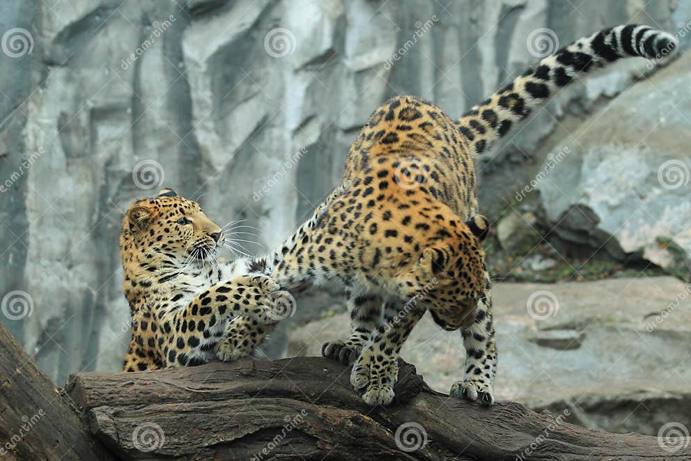 Korean leopard stock image. Image of manchurian, playing - 27611613