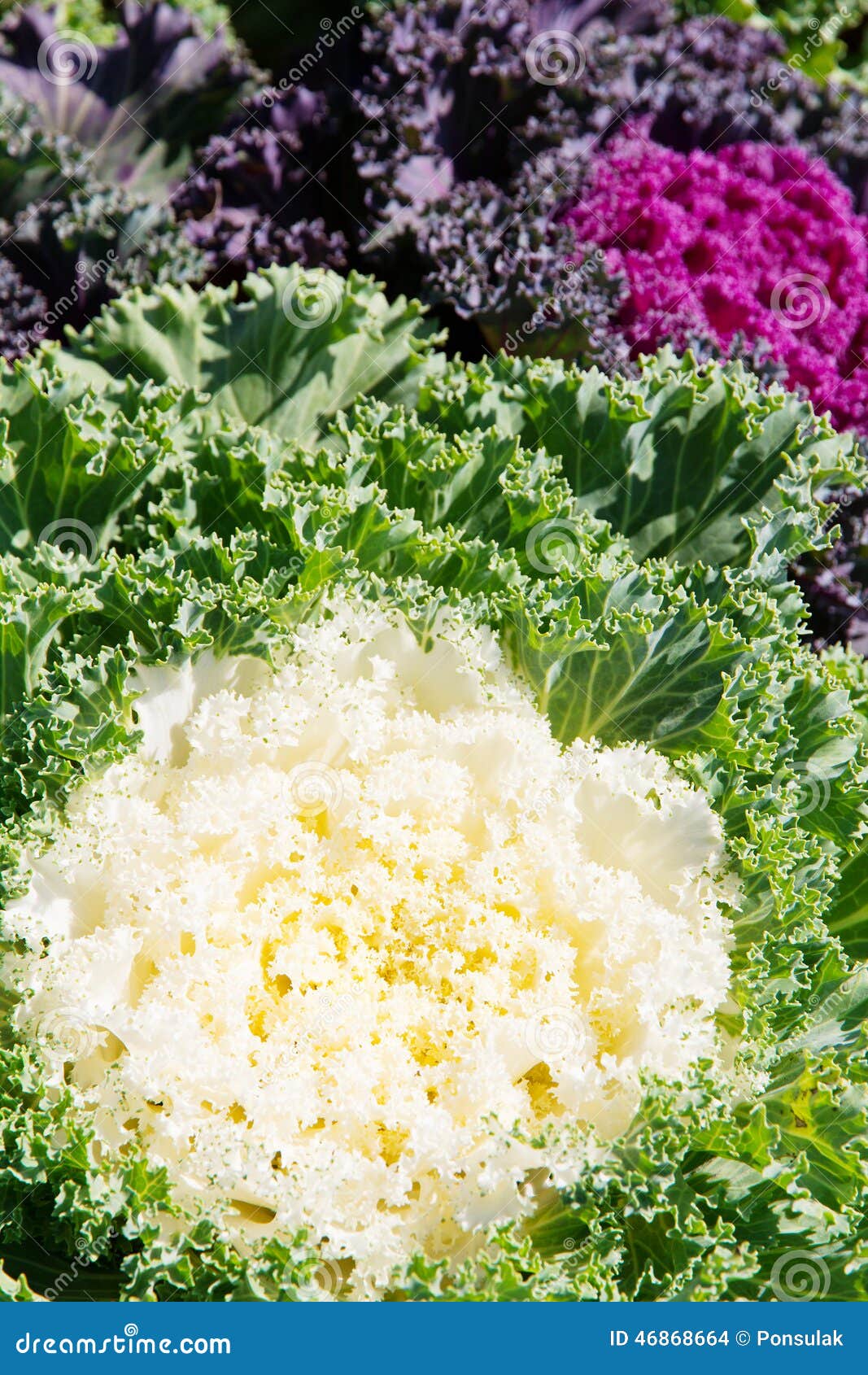 Korean Lettuce in garden stock photo. Image of organic - 46868664