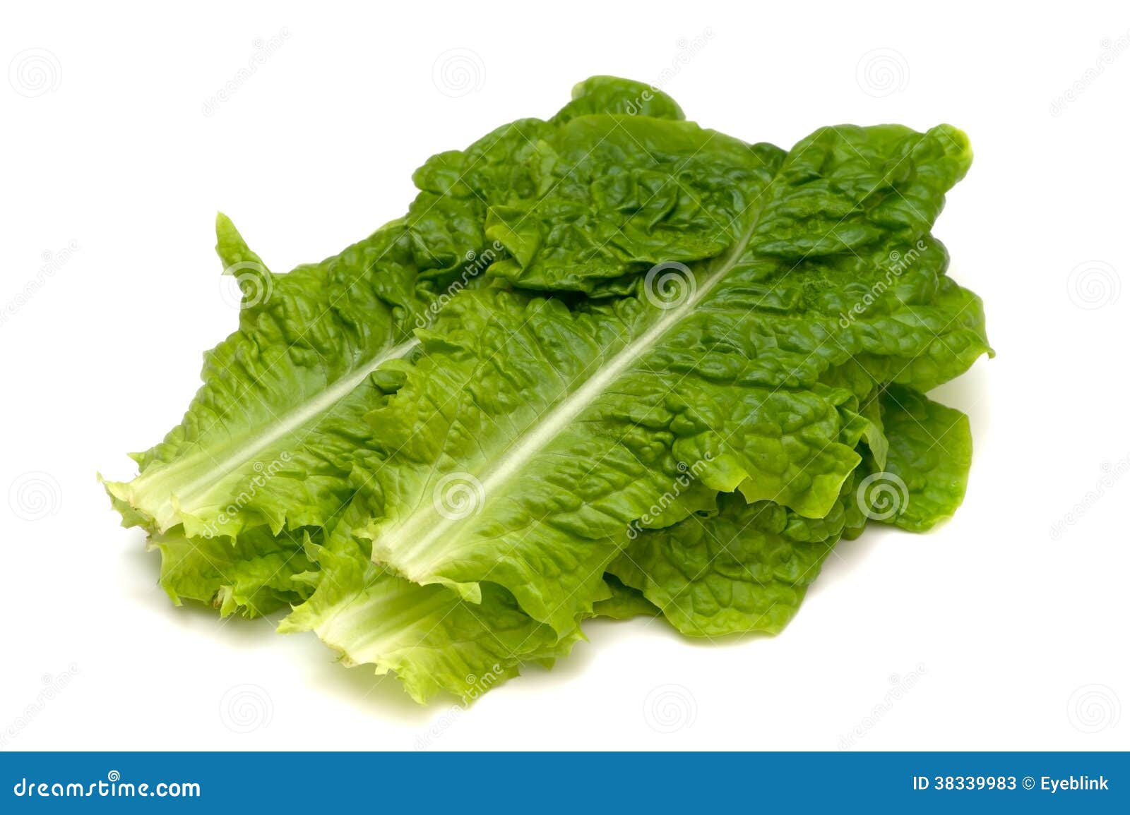 Korean Lettuce-Lactuca Sativa Stock Image - Image of background ...