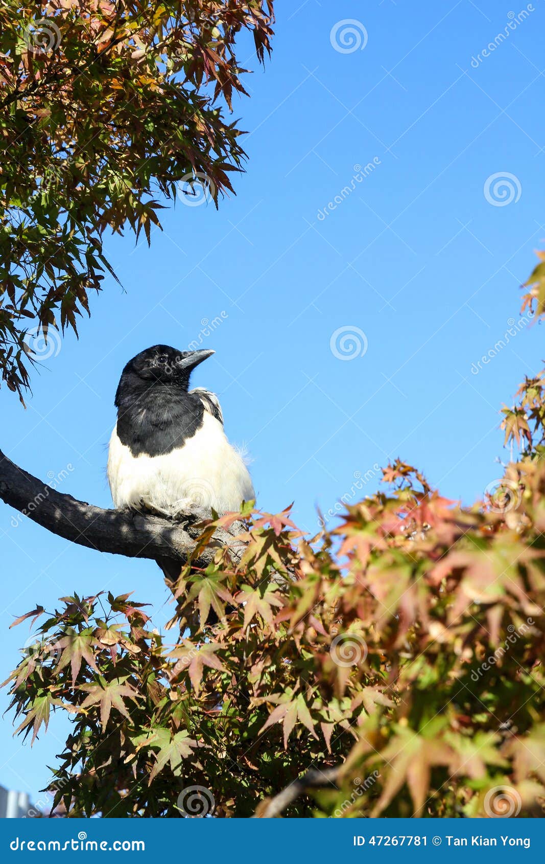 Korean magpie stock image. Image of wildlife, luck, symbol - 47267781
