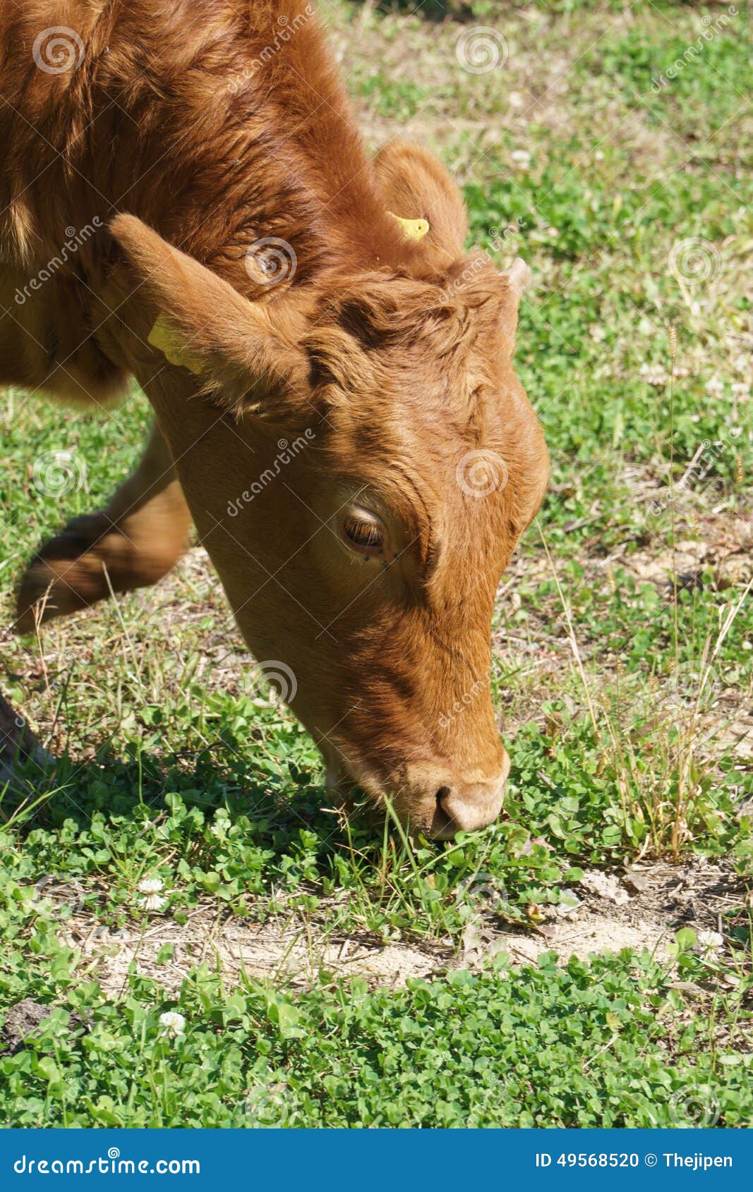 Korean Native Cattle in a Field Stock Photo - Image of animal, native ...