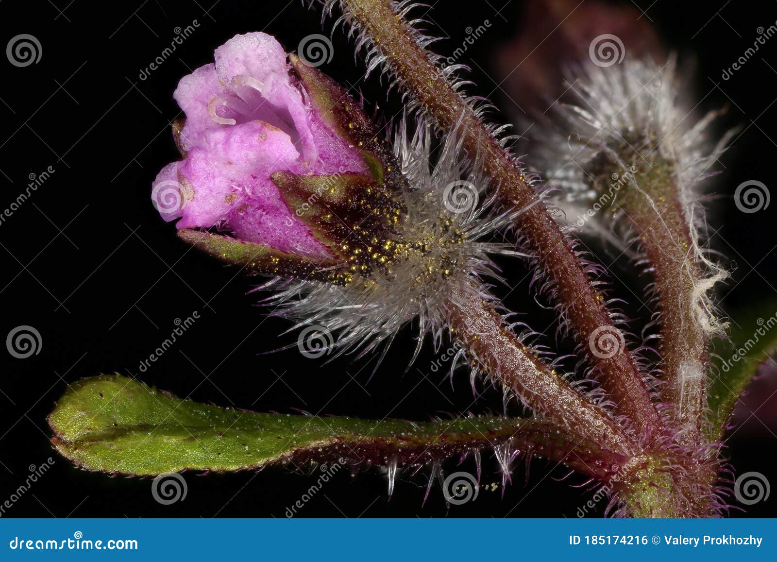 Korean Perilla Perilla Frutescens. Flower Closeup Stock Photo - Image ...